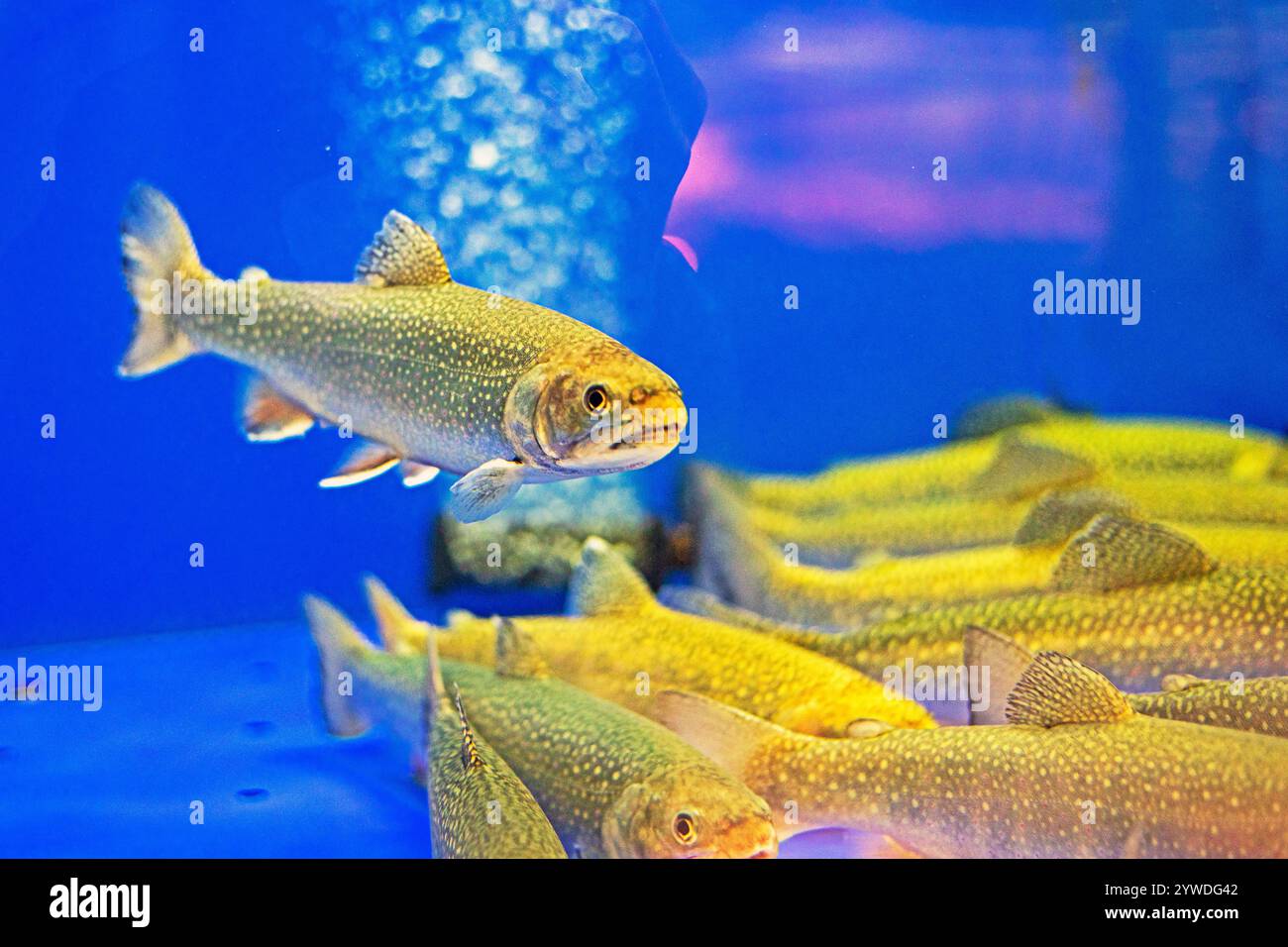 Live trout showcase hi-res stock photography and images - Alamy