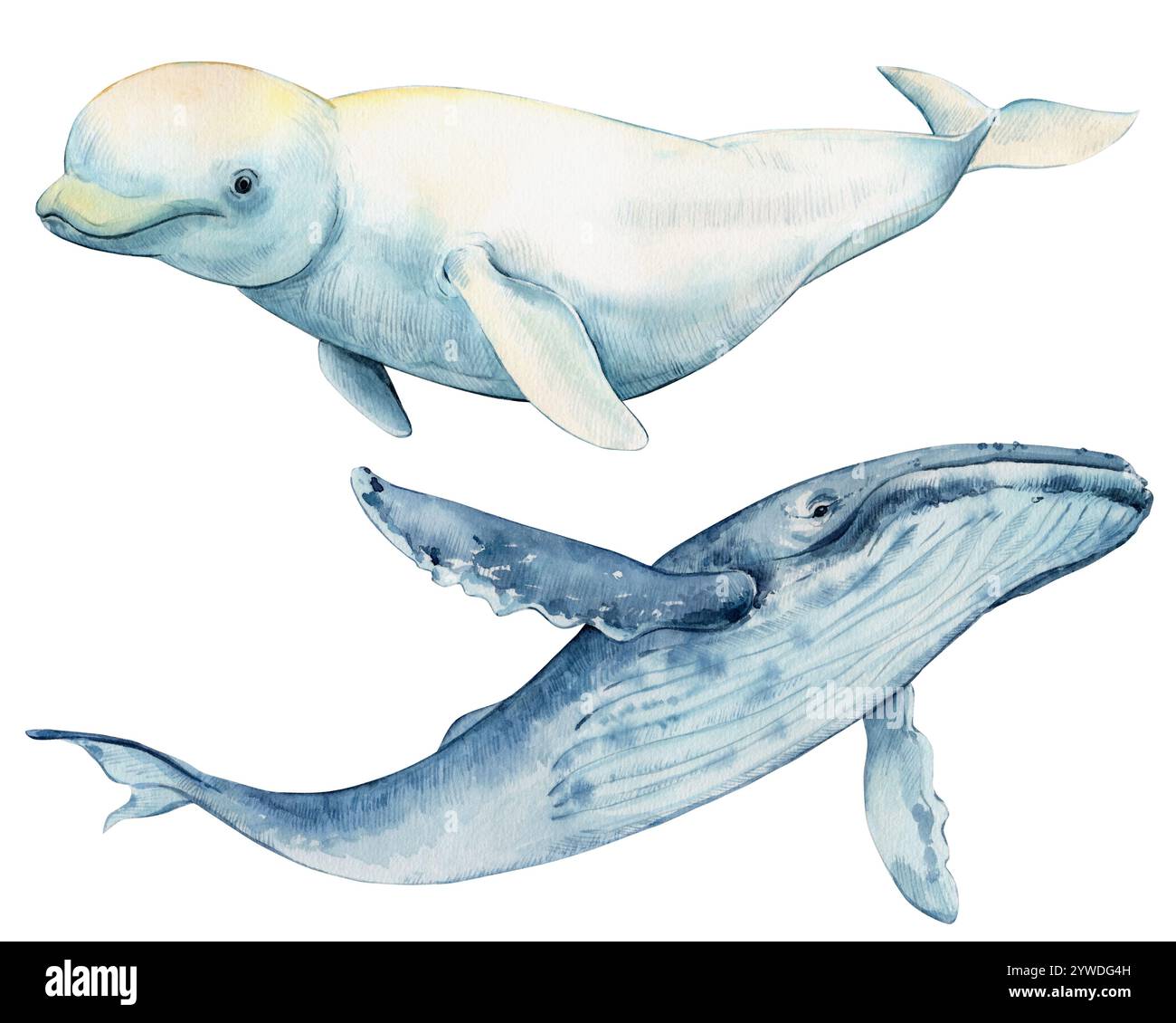 Hand drawn watercolor painting of humpback whale and beluga whale ...