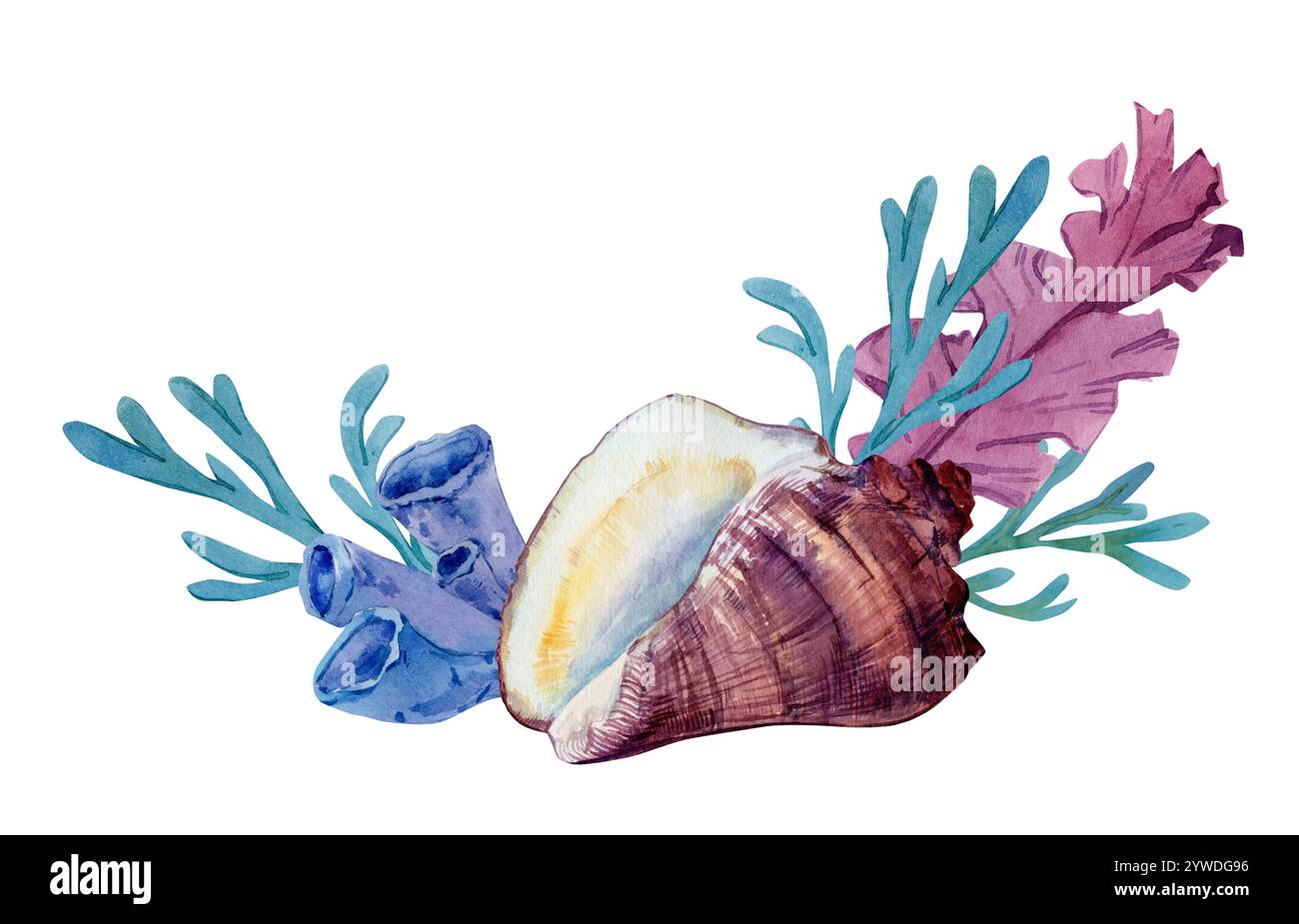 Composition of algae, shells of molluscs and corals. Bright elements ...