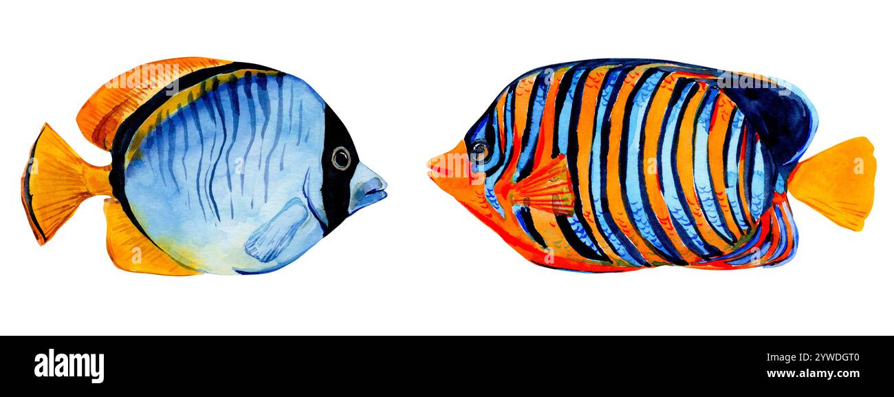 Tropical fish on a white background. Bright inhabitants of coral reefs ...