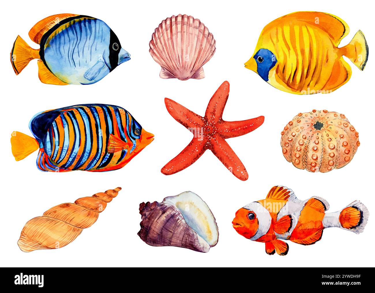 Watercolor set of seashells and fish on a white background. Inhabitants ...