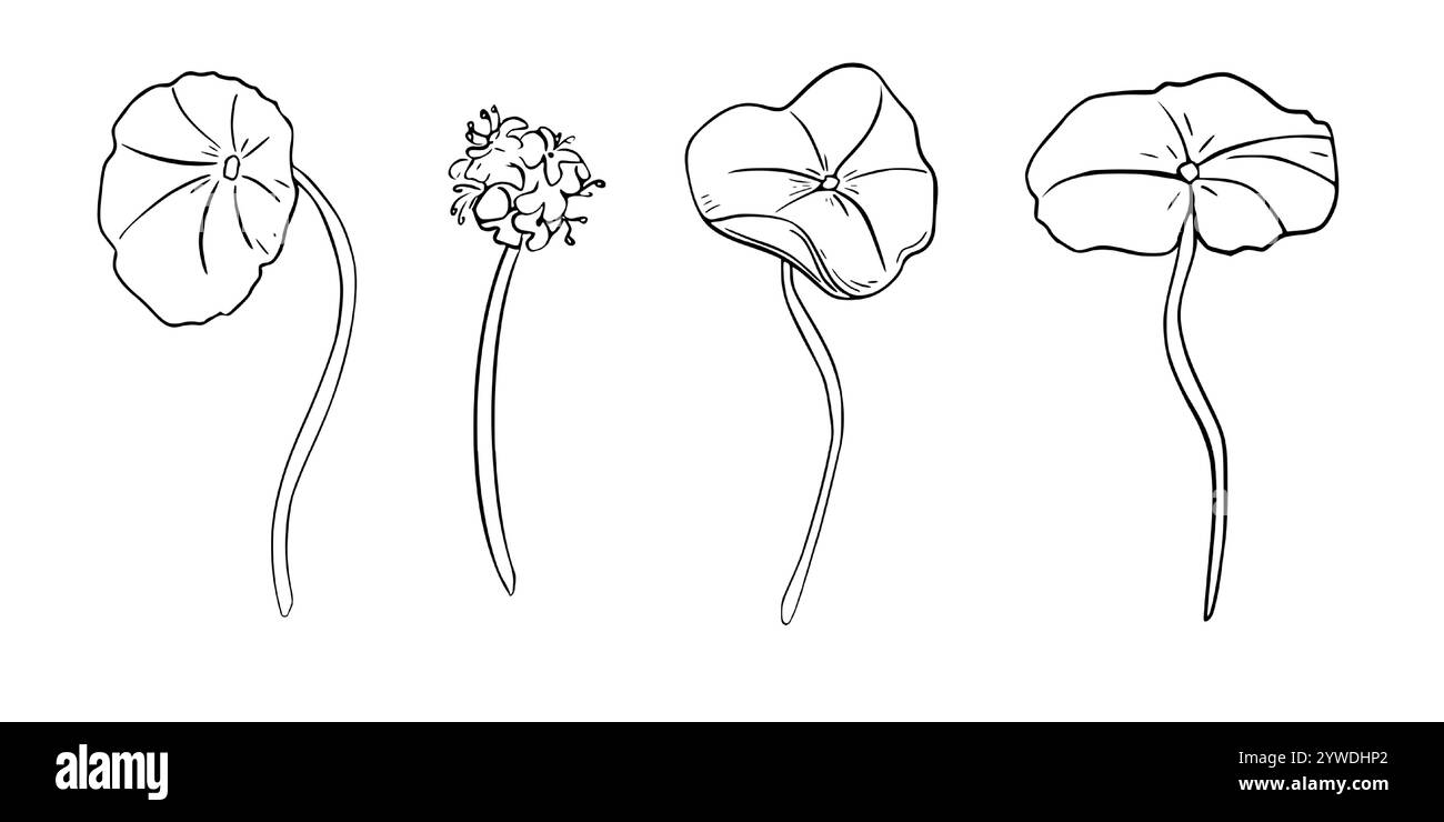 Centella asiatica black white vector illustration isolated. Pennywort ...