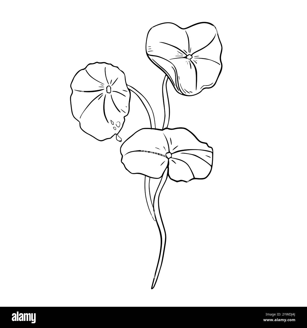 Centella asiatica bunch black white vector illustration isolated ...