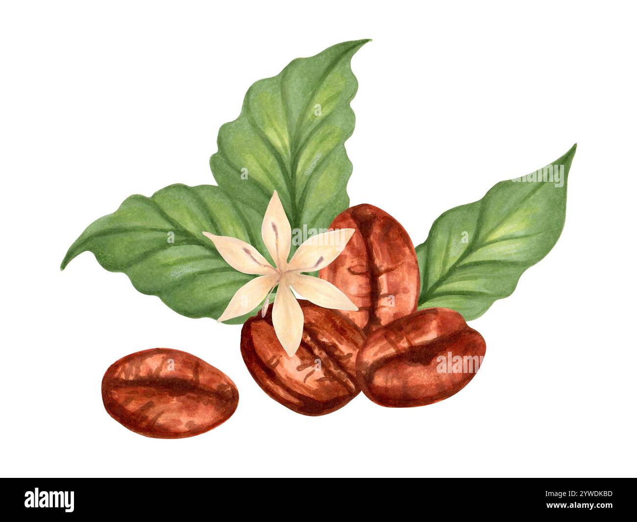 Coffee bean composition with leaves and flower. Robusta and Arabica ...