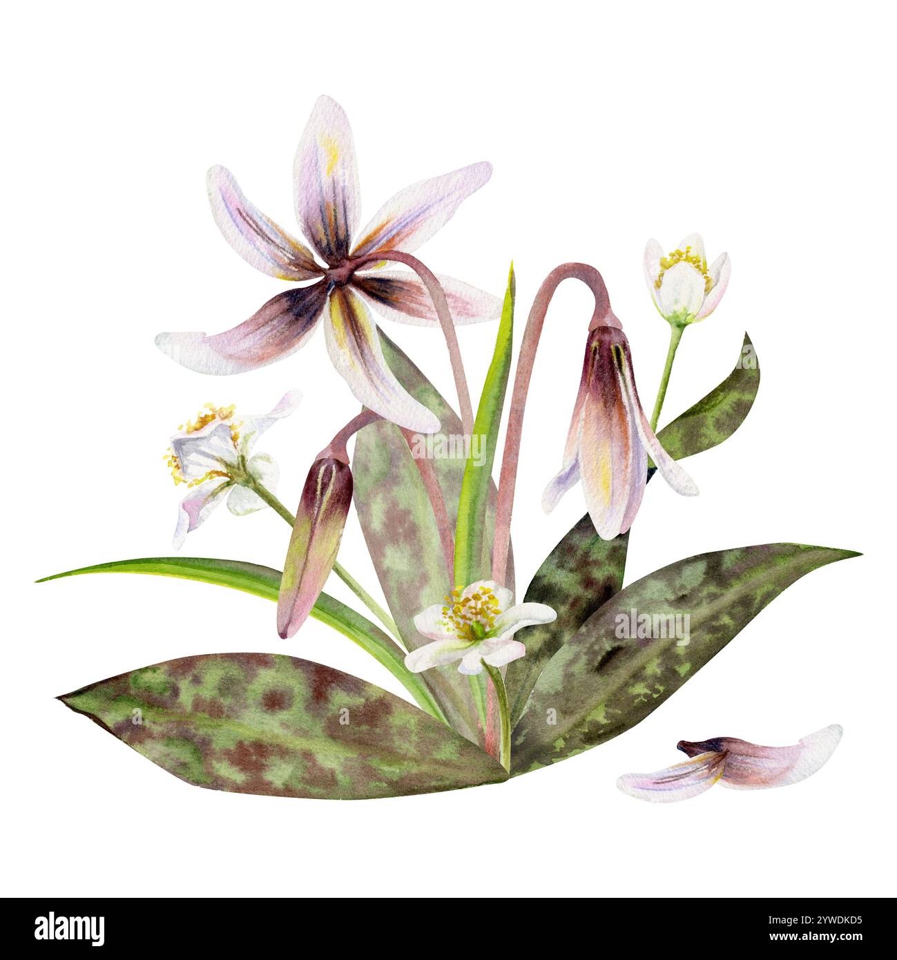 Spring flower, white forest anemone primrose, erythronium fawn trout ...