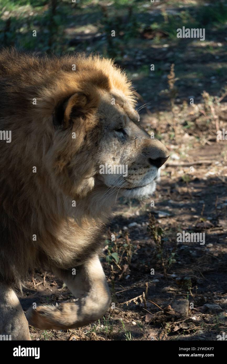 Lion Walking Forest Africa - A majestic lion walks through a forested ...