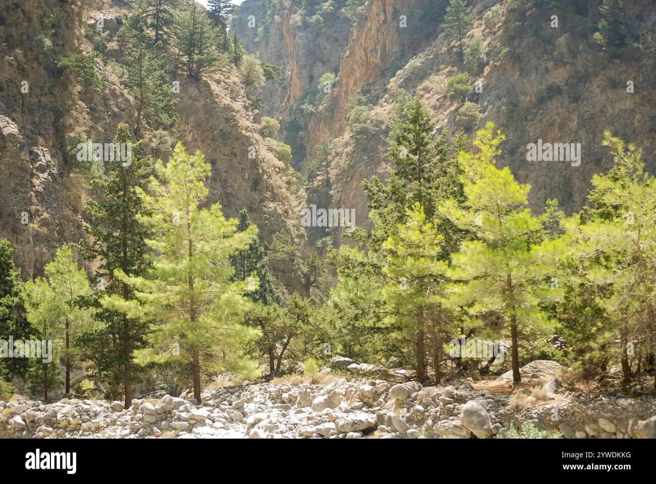 Trees between steep cliffs in Samaria Gorge, Crete, Greece Stock Photo ...