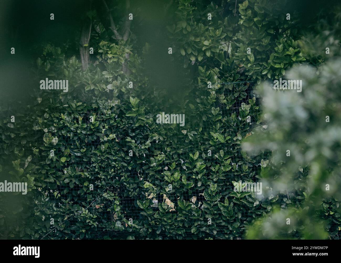 green bush with lush foliage, used as a fence and held in place by a ...