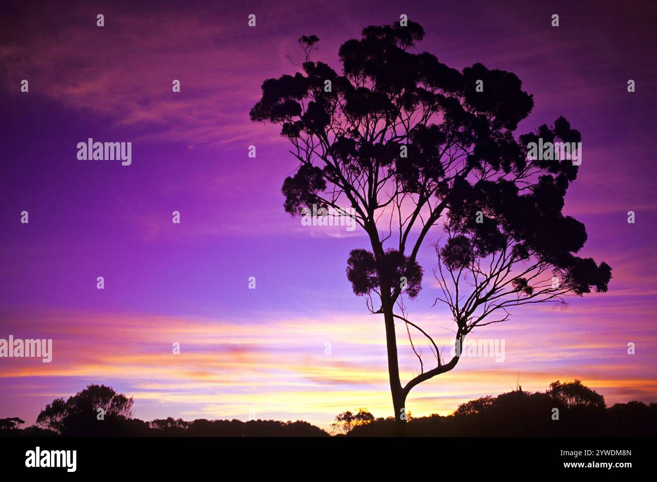 Salmon Gum tree, Eucalyptus Salmonophloia, Western Australia Stock ...