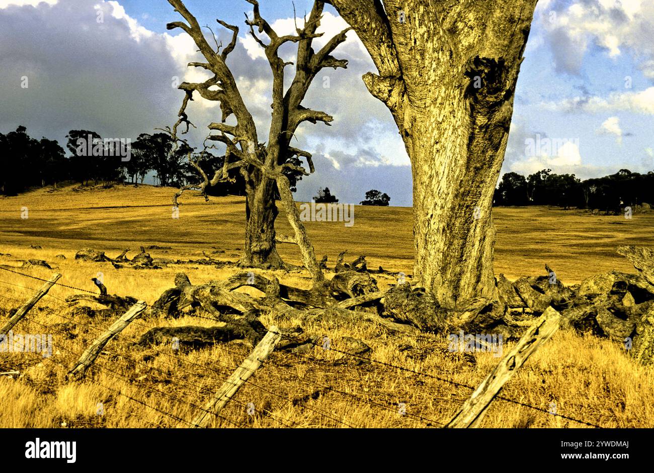 Old Dead Trees on Farmland, Williams, Southwest Australia Stock Photo ...