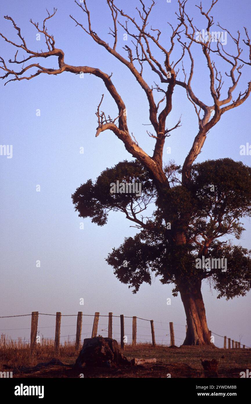 Wandoo tree hi-res stock photography and images - Alamy