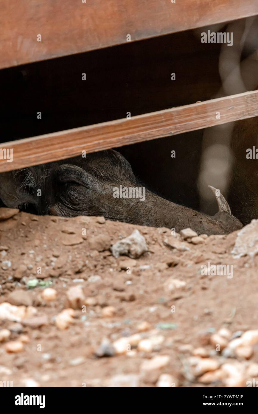 A female Common Warthog has dug a hole under the porch of house at ...
