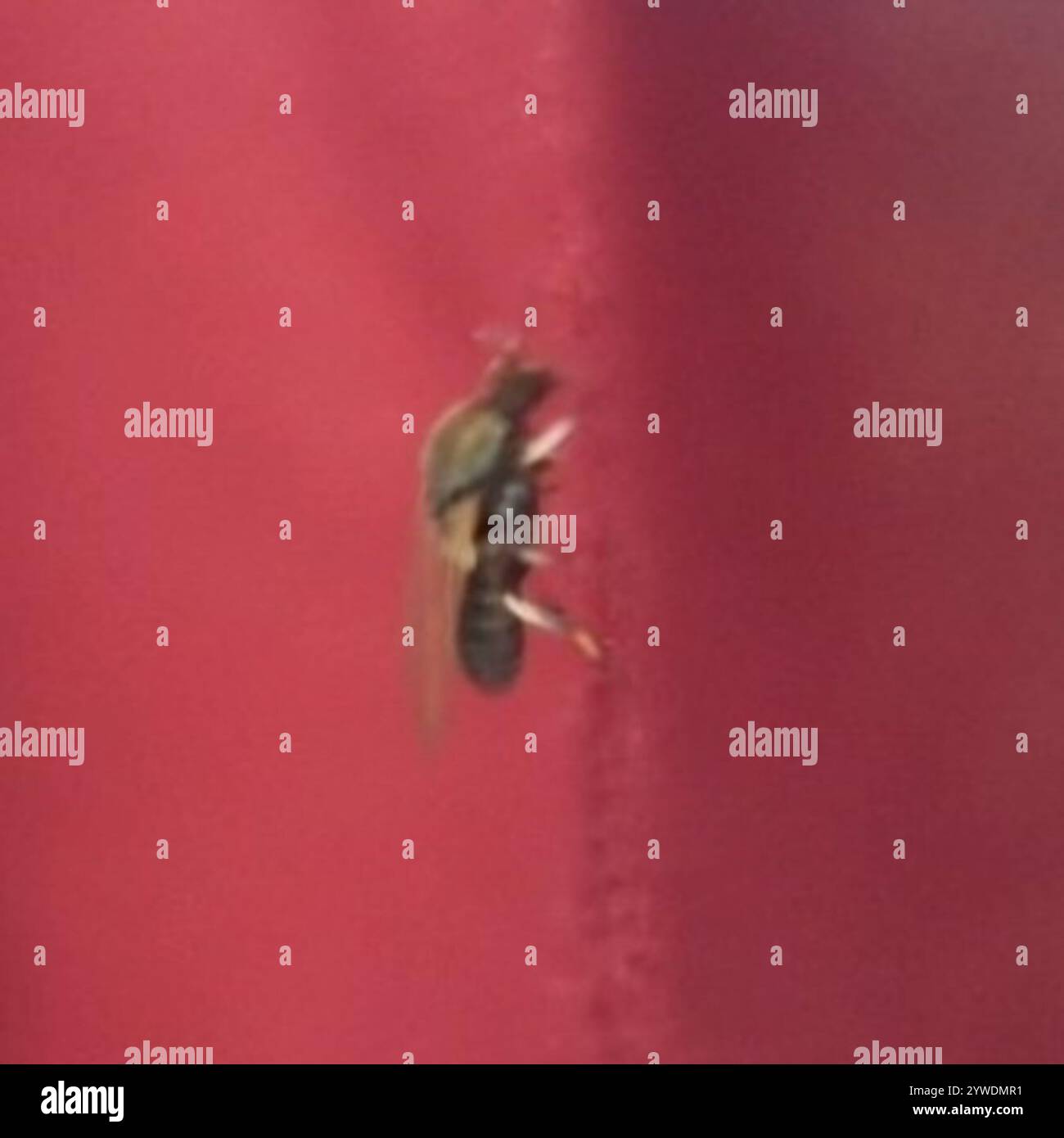 Common Blackflies (Simulium Stock Photo - Alamy