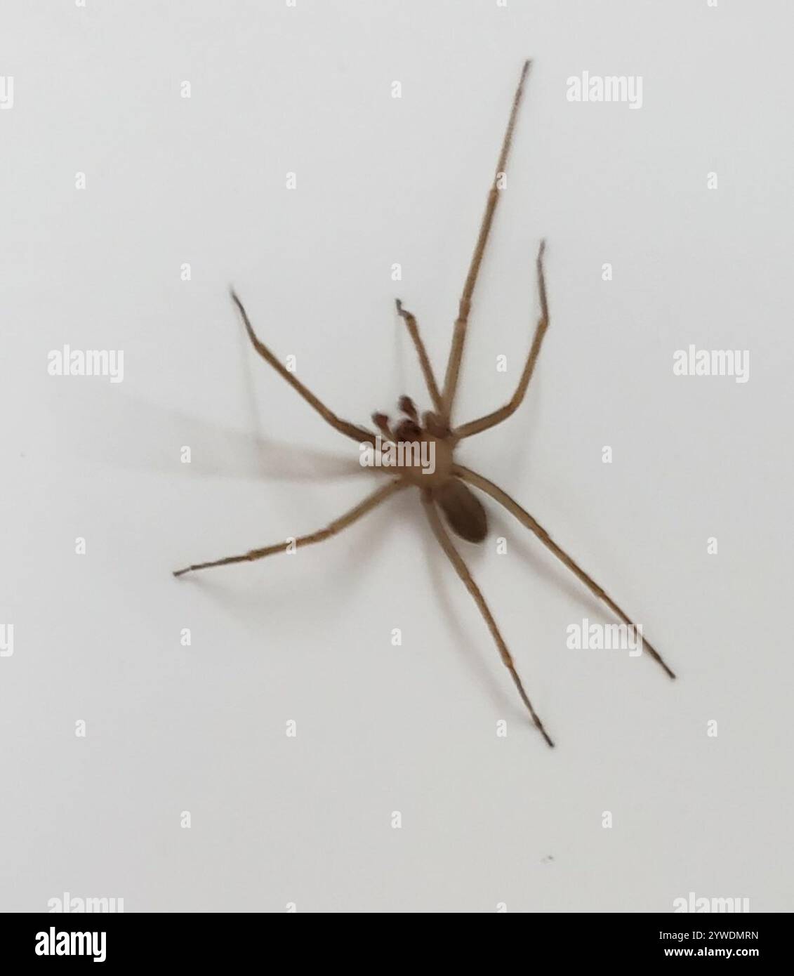 Brown Recluse (Loxosceles reclusa Stock Photo - Alamy