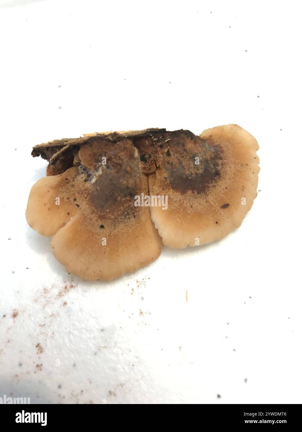 bear lentinus (Lentinellus ursinus Stock Photo - Alamy