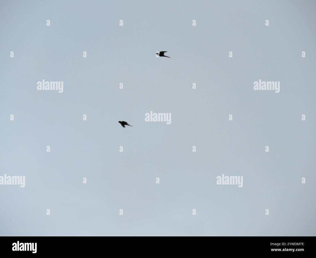 Austral Parakeet (Enicognathus ferrugineus Stock Photo - Alamy