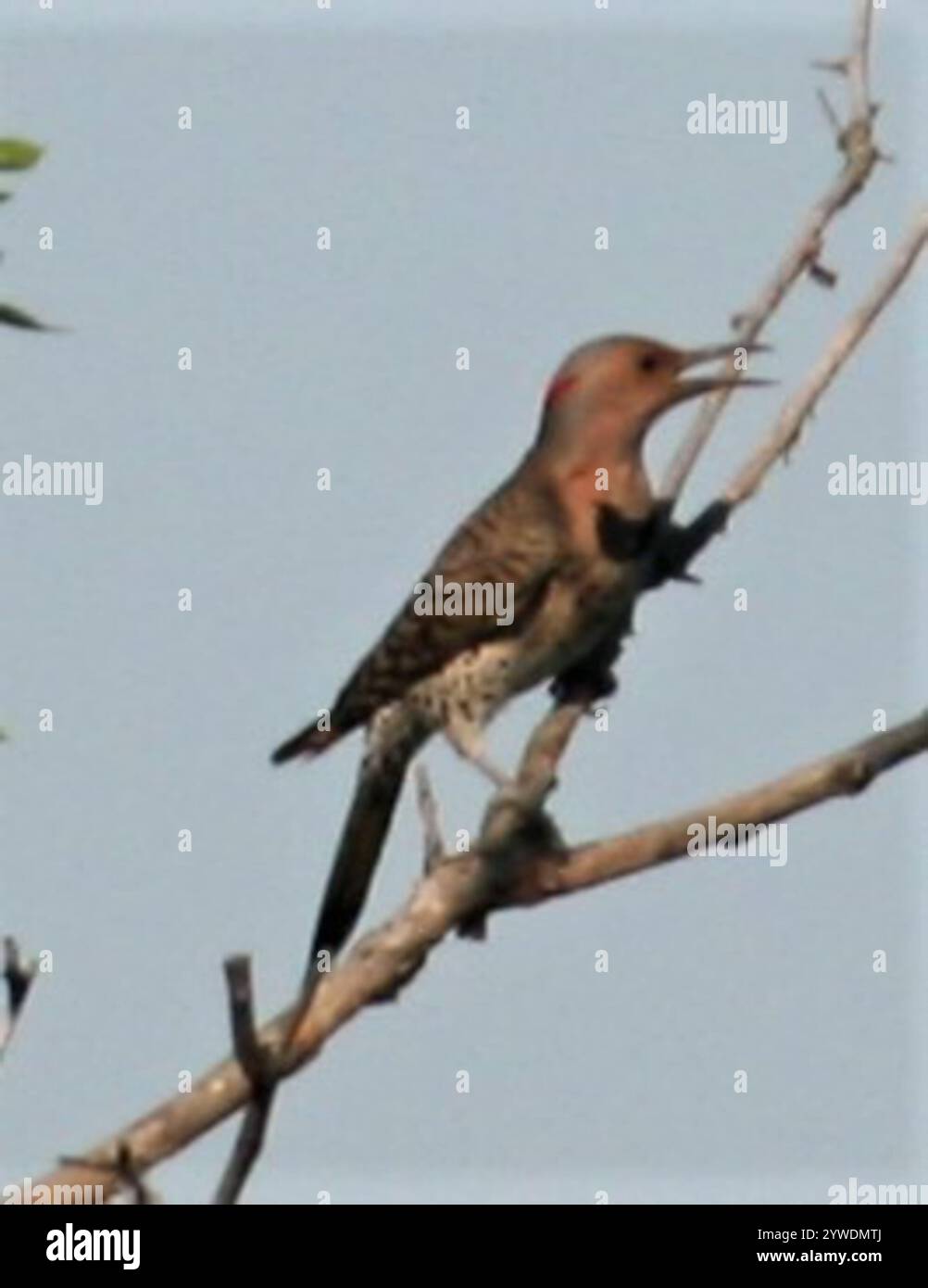 Northern Flicker (Colaptes auratus Stock Photo - Alamy