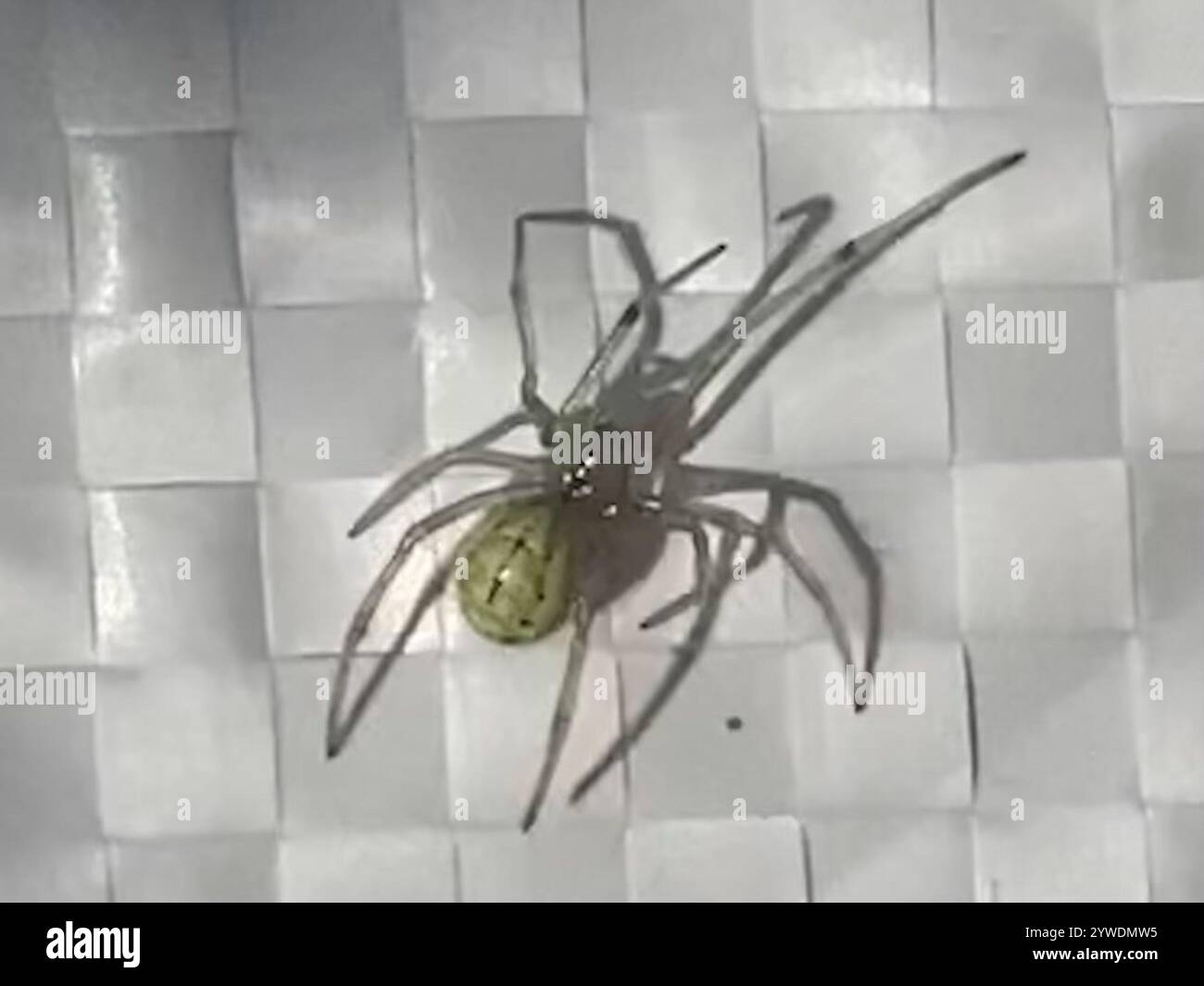 Common candy-striped spider (Enoplognatha ovata Stock Photo - Alamy