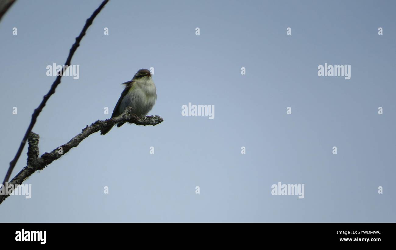 Greenish Warbler (Phylloscopus trochiloides Stock Photo - Alamy
