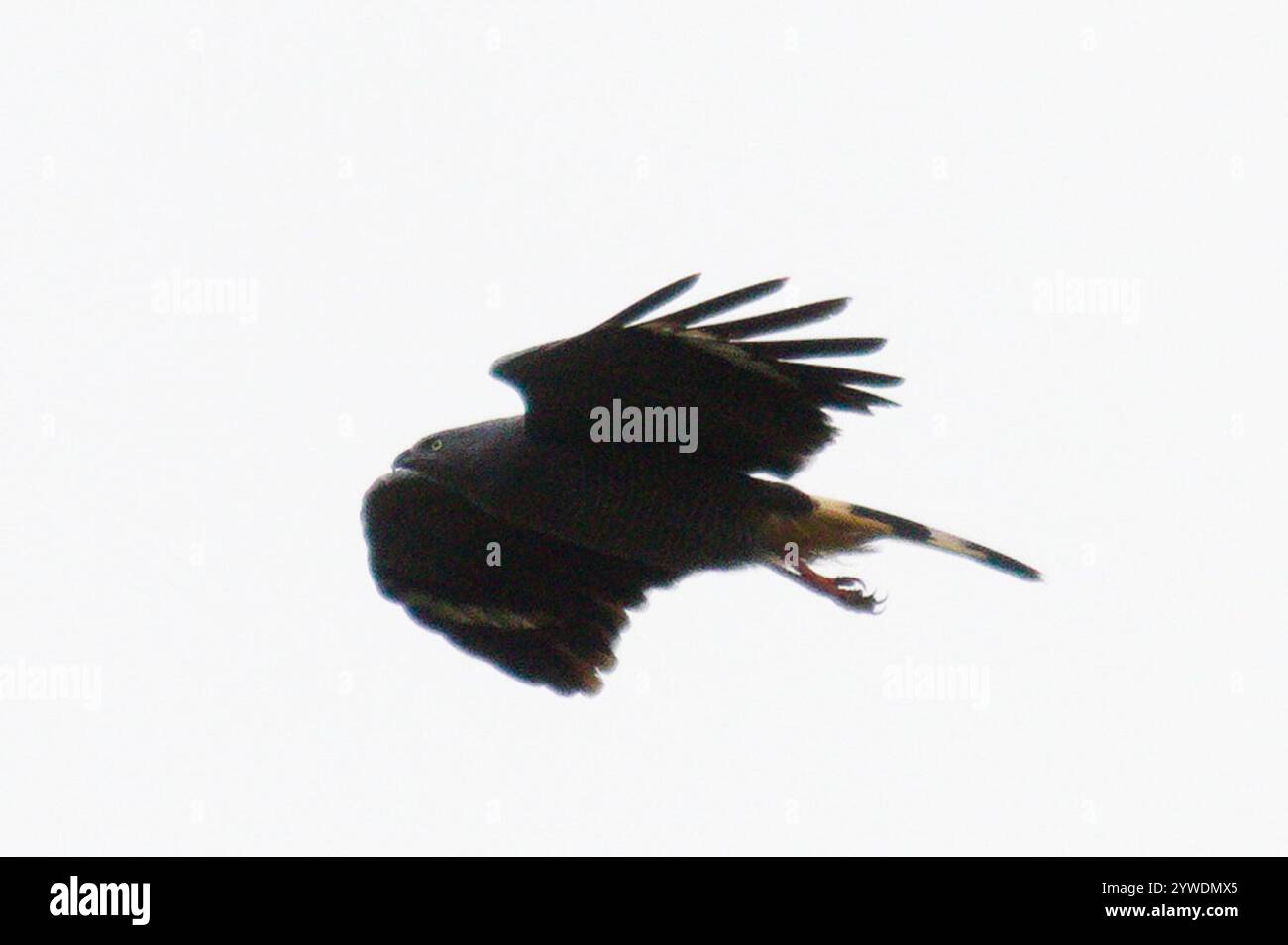 Crane Hawk (Geranospiza caerulescens Stock Photo - Alamy