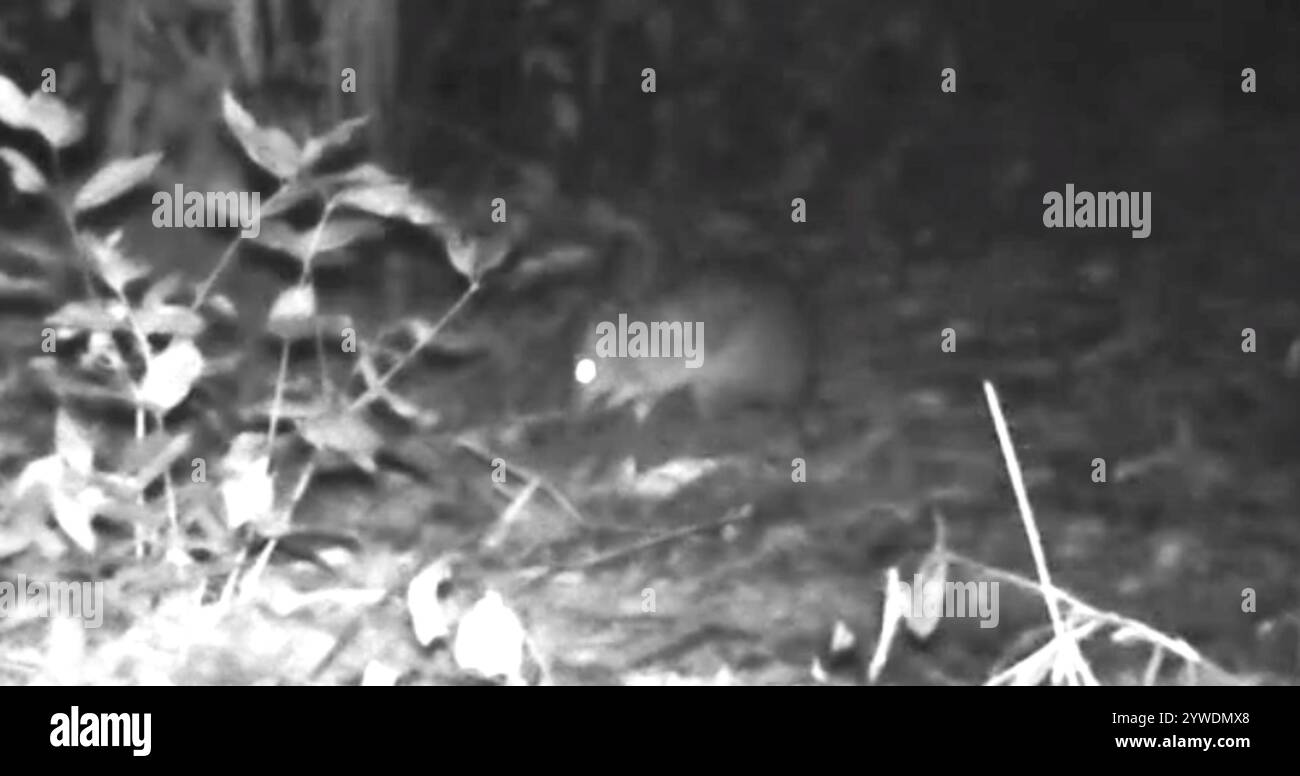 Long-nosed Bandicoot (Perameles nasuta Stock Photo - Alamy