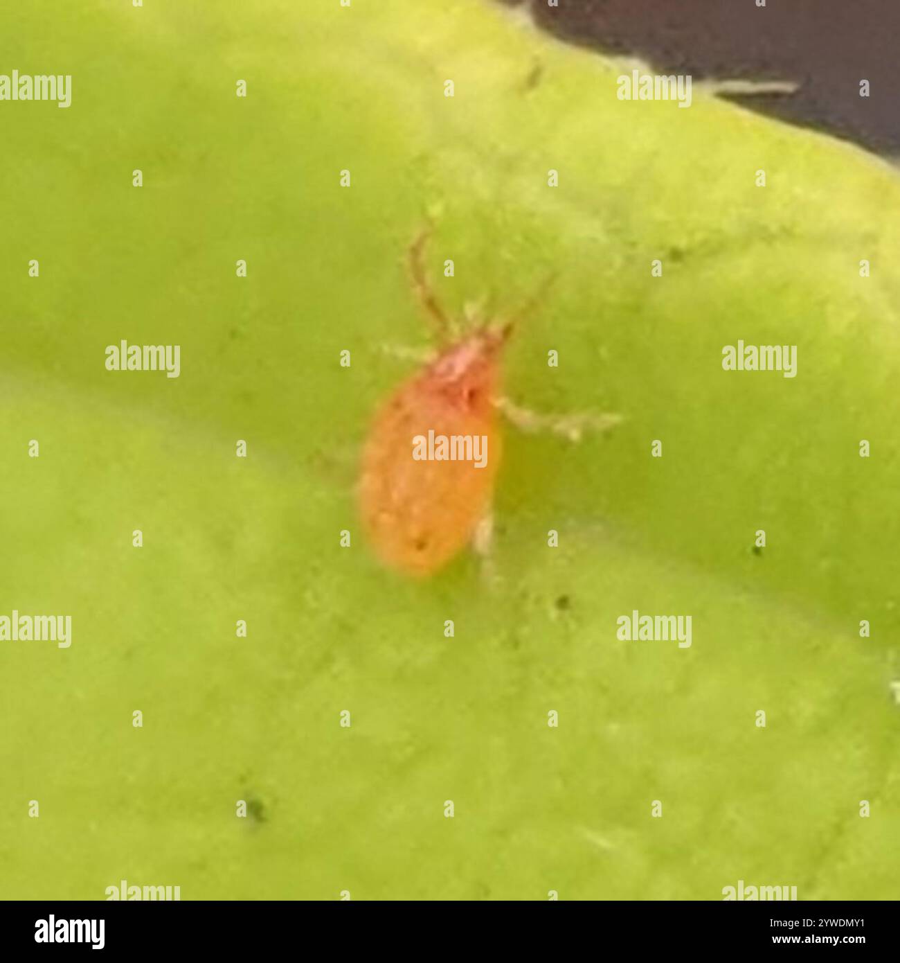 Mites and Ticks (Acari Stock Photo - Alamy