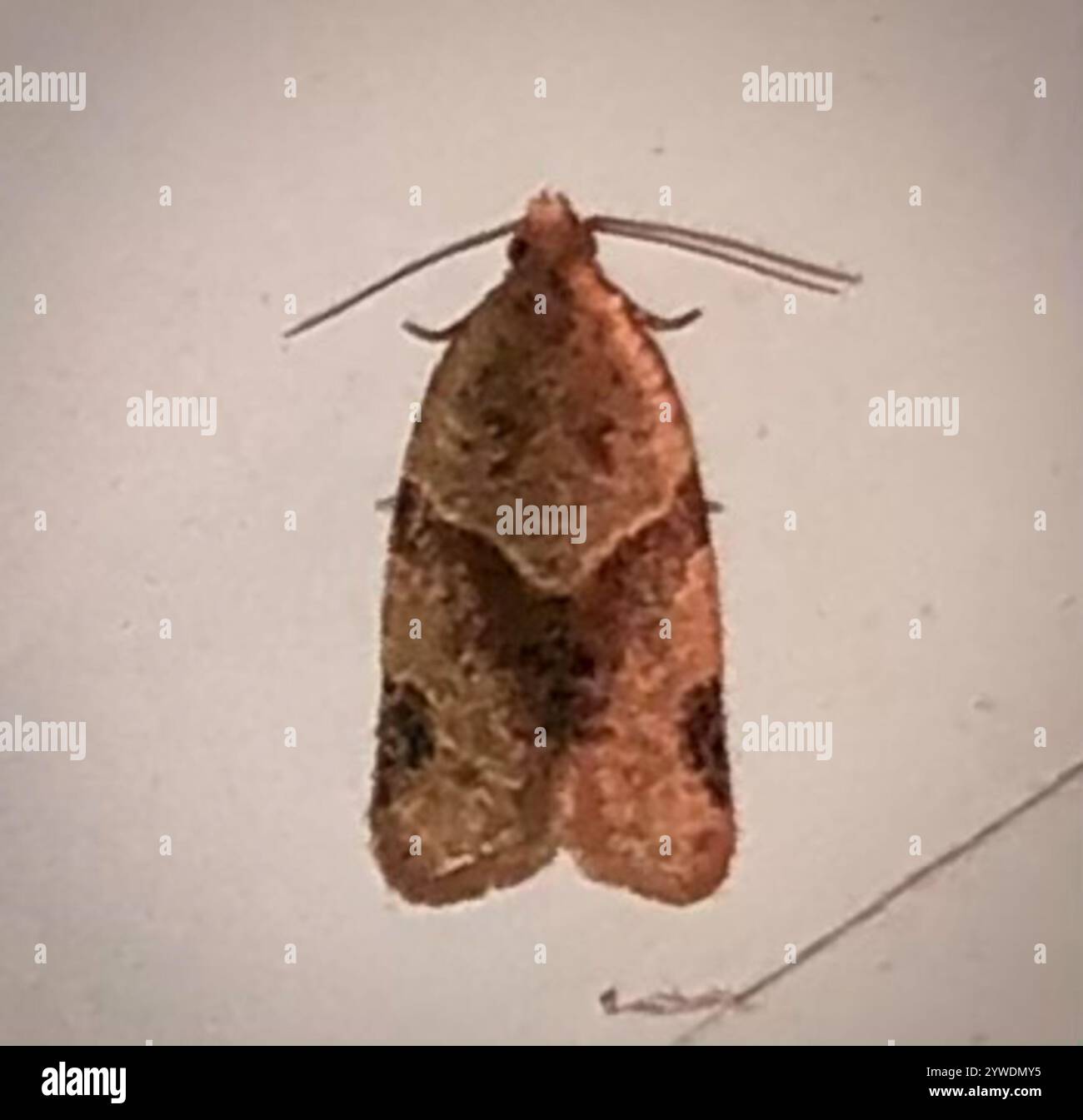 Garden Tortrix (Clepsis peritana Stock Photo - Alamy