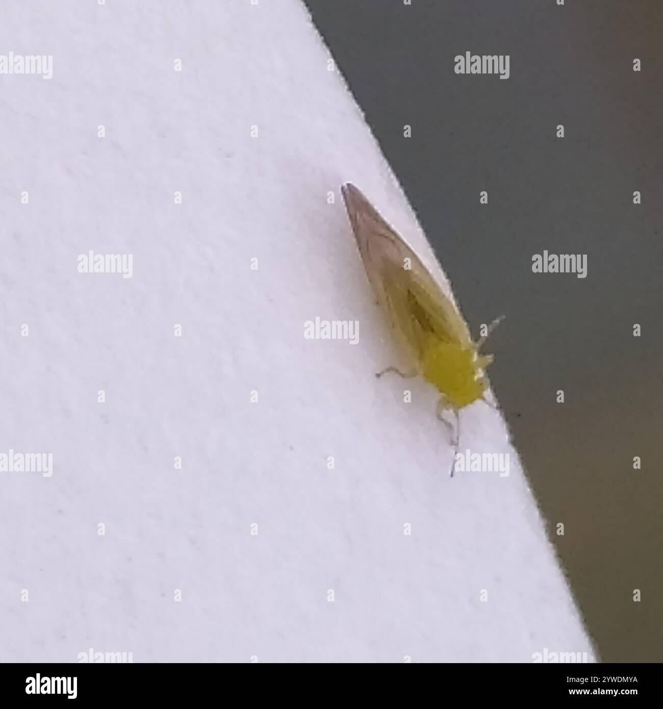 jumping plant lice (Psyllidae Stock Photo - Alamy