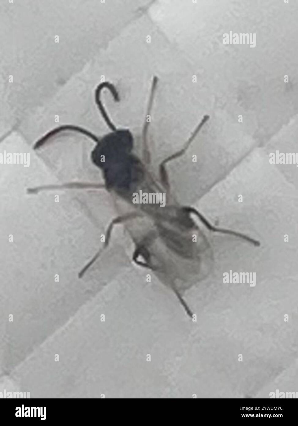 Ants, Bees, Wasps, and Sawflies (Hymenoptera Stock Photo - Alamy