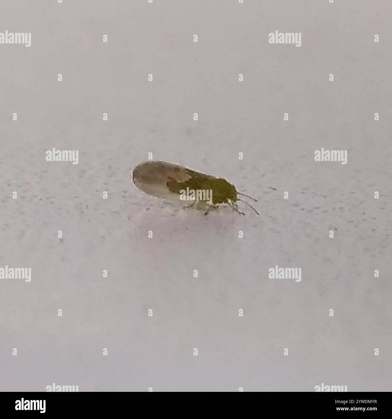 jumping plant lice (Psyllidae Stock Photo - Alamy