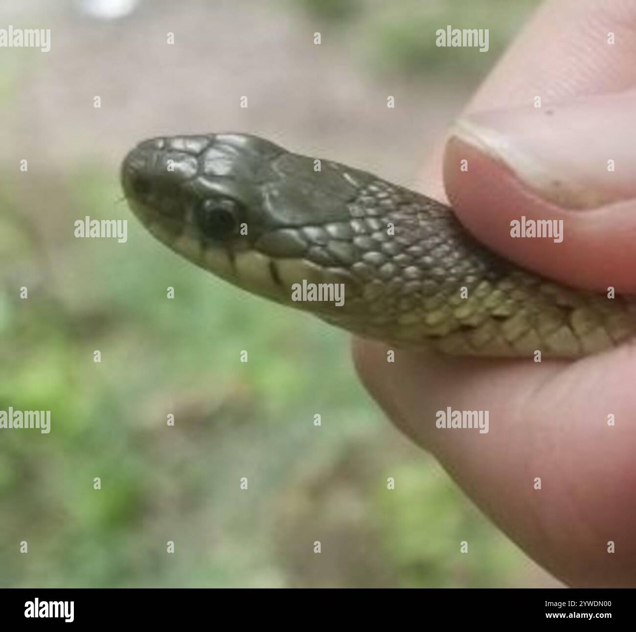 Common Garter Snake (Thamnophis sirtalis Stock Photo - Alamy