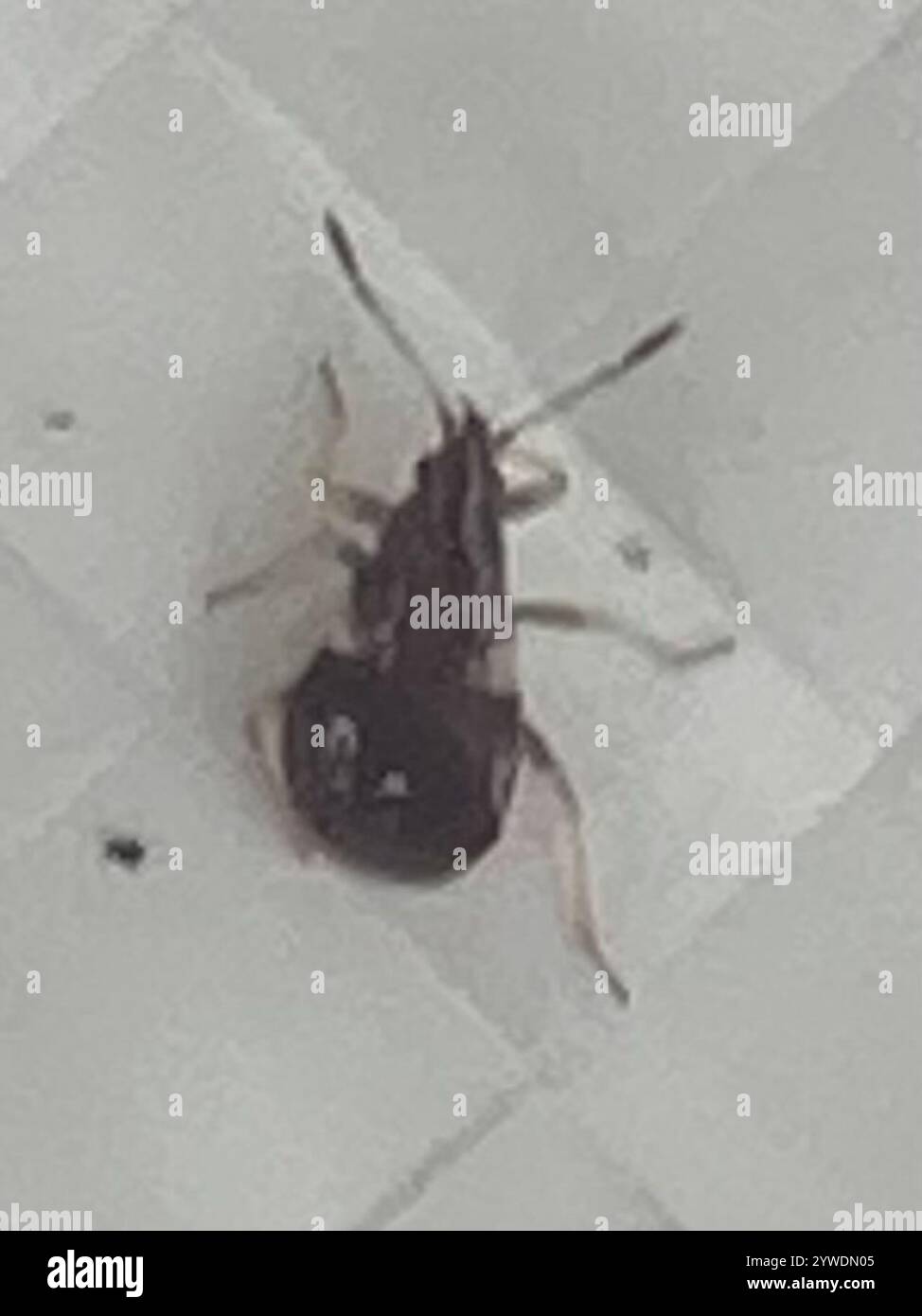 True Bugs, Hoppers, Aphids, and allies (Hemiptera Stock Photo - Alamy