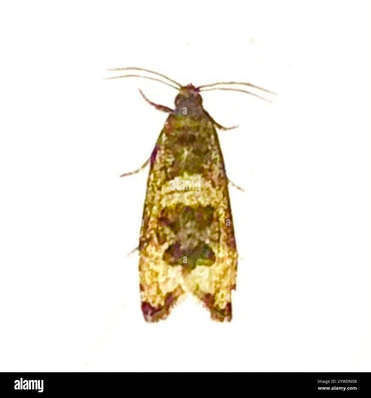 Impudent Hulda Moth (Hulda impudens Stock Photo - Alamy