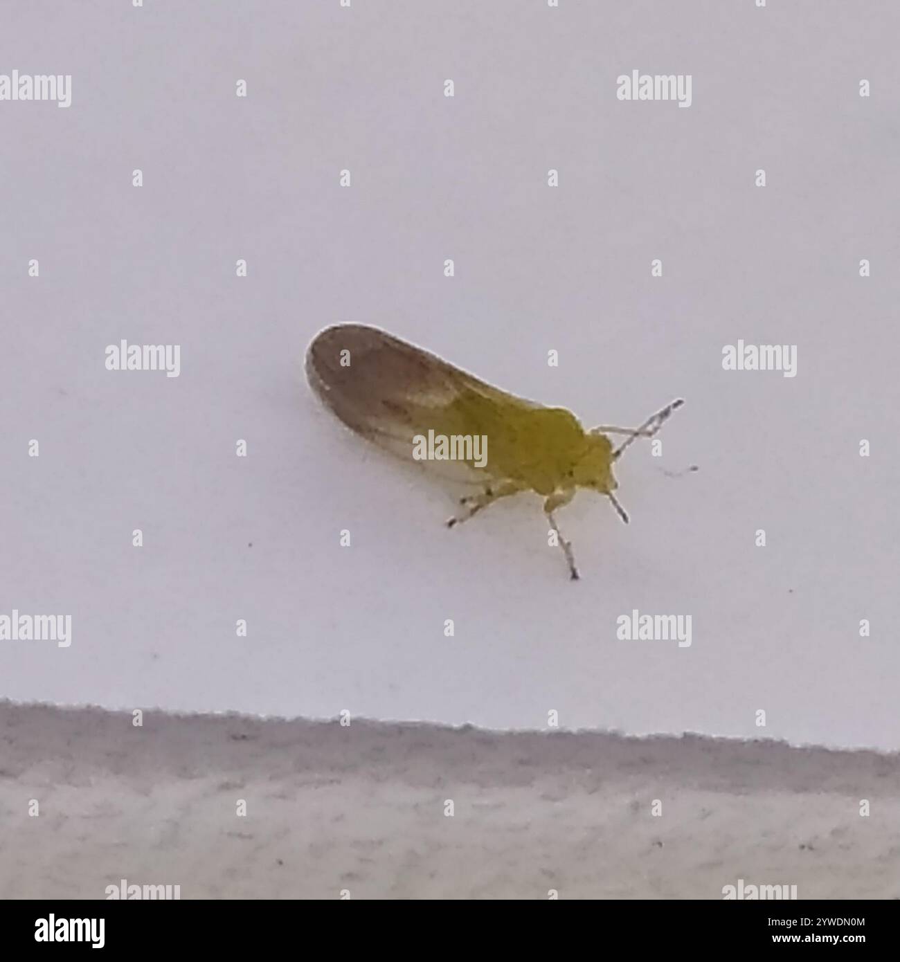 jumping plant lice (Psyllidae Stock Photo - Alamy