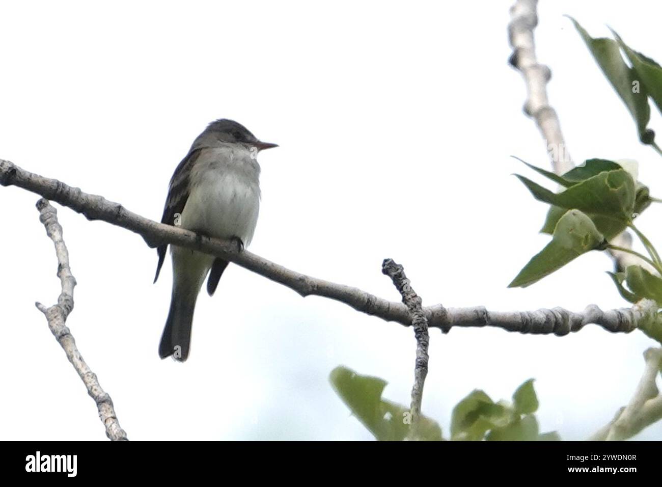 Willow Flycatcher (Empidonax traillii Stock Photo - Alamy