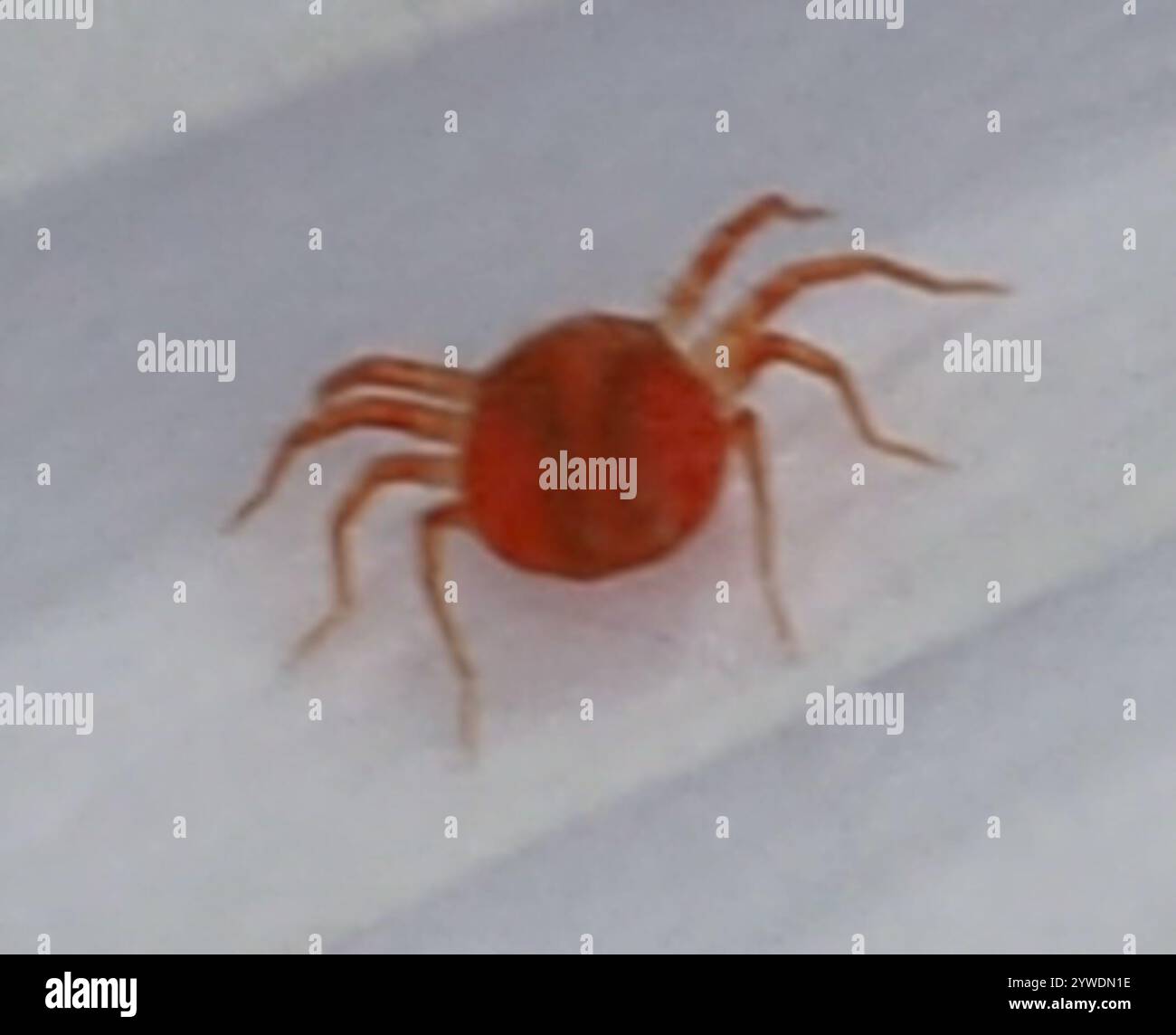 Trombidiform Mites (Trombidiformes Stock Photo - Alamy