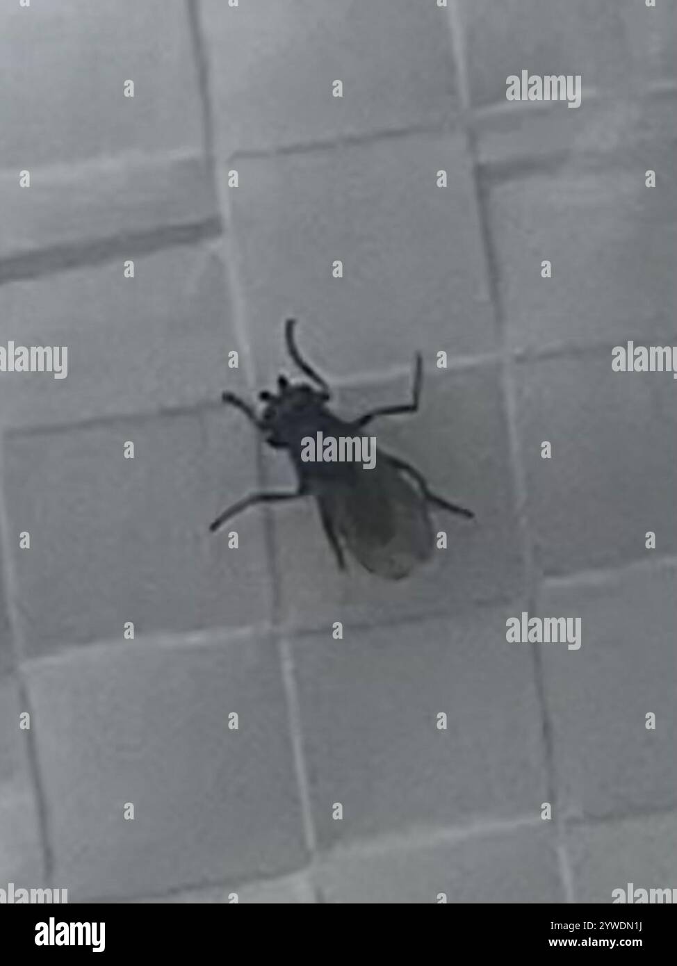 Lesser Dung Flies (Sphaeroceridae Stock Photo - Alamy