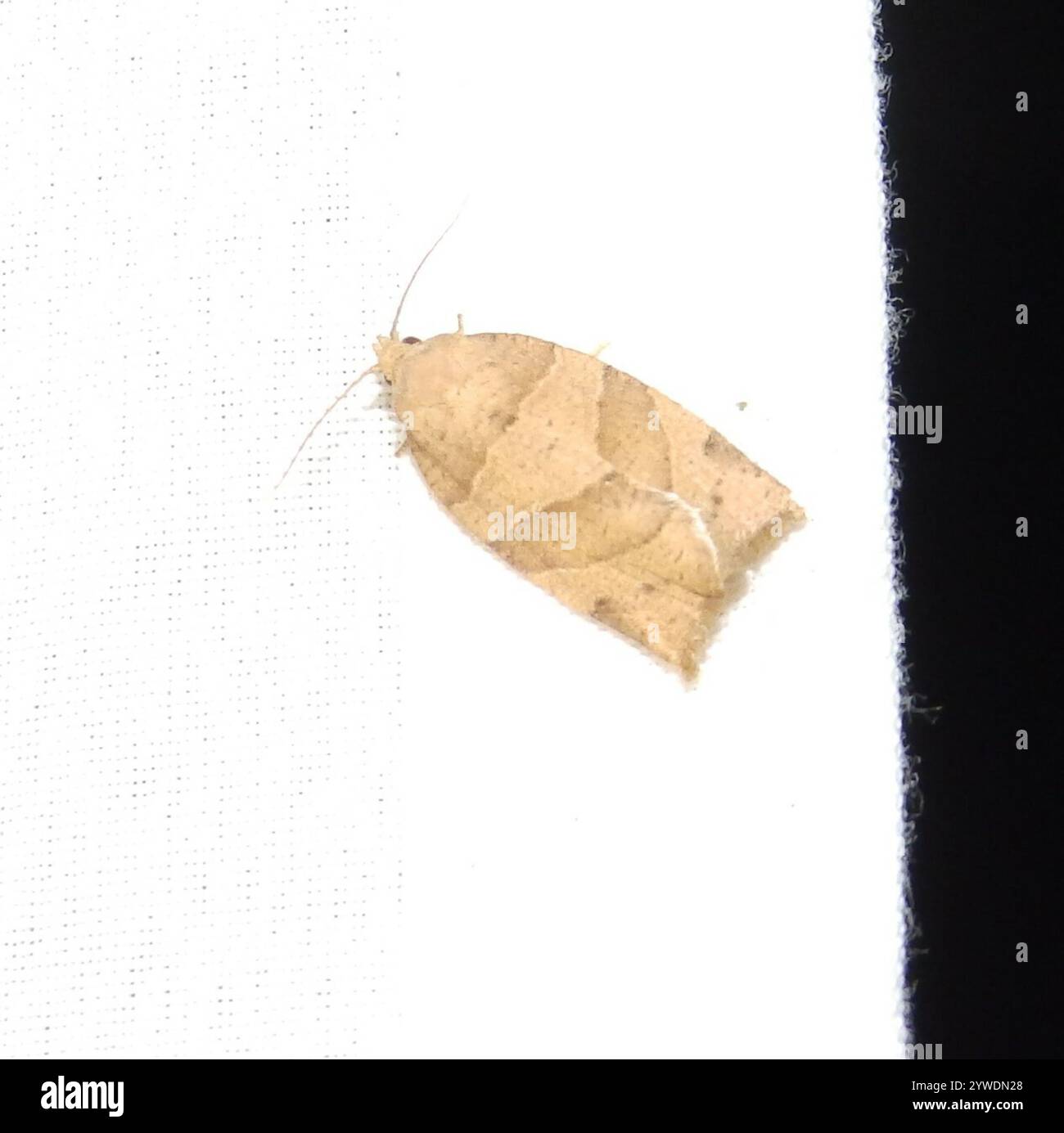 Woodgrain Leafroller Moth (Pandemis lamprosana Stock Photo - Alamy