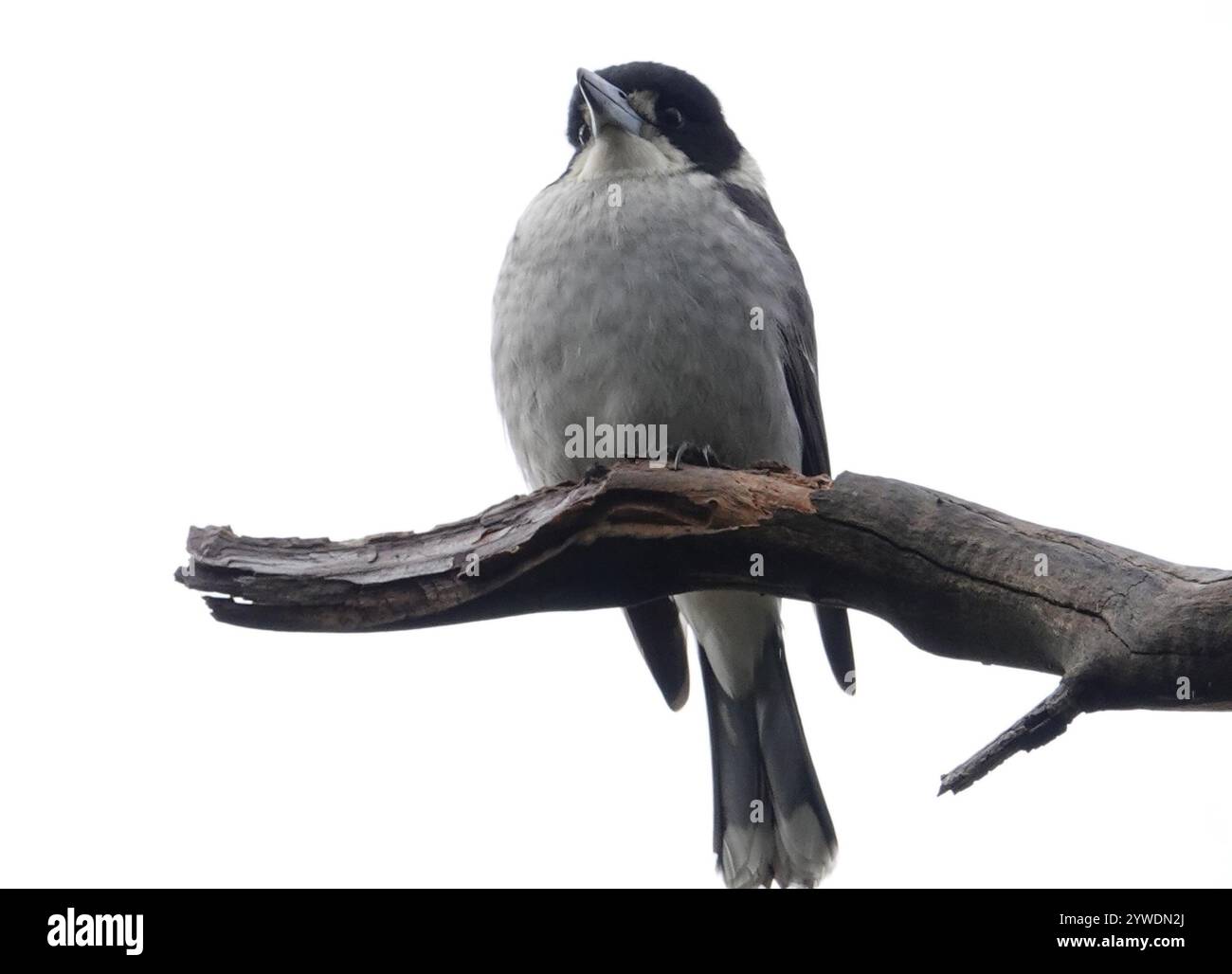 Grey Butcherbird (Cracticus torquatus Stock Photo - Alamy