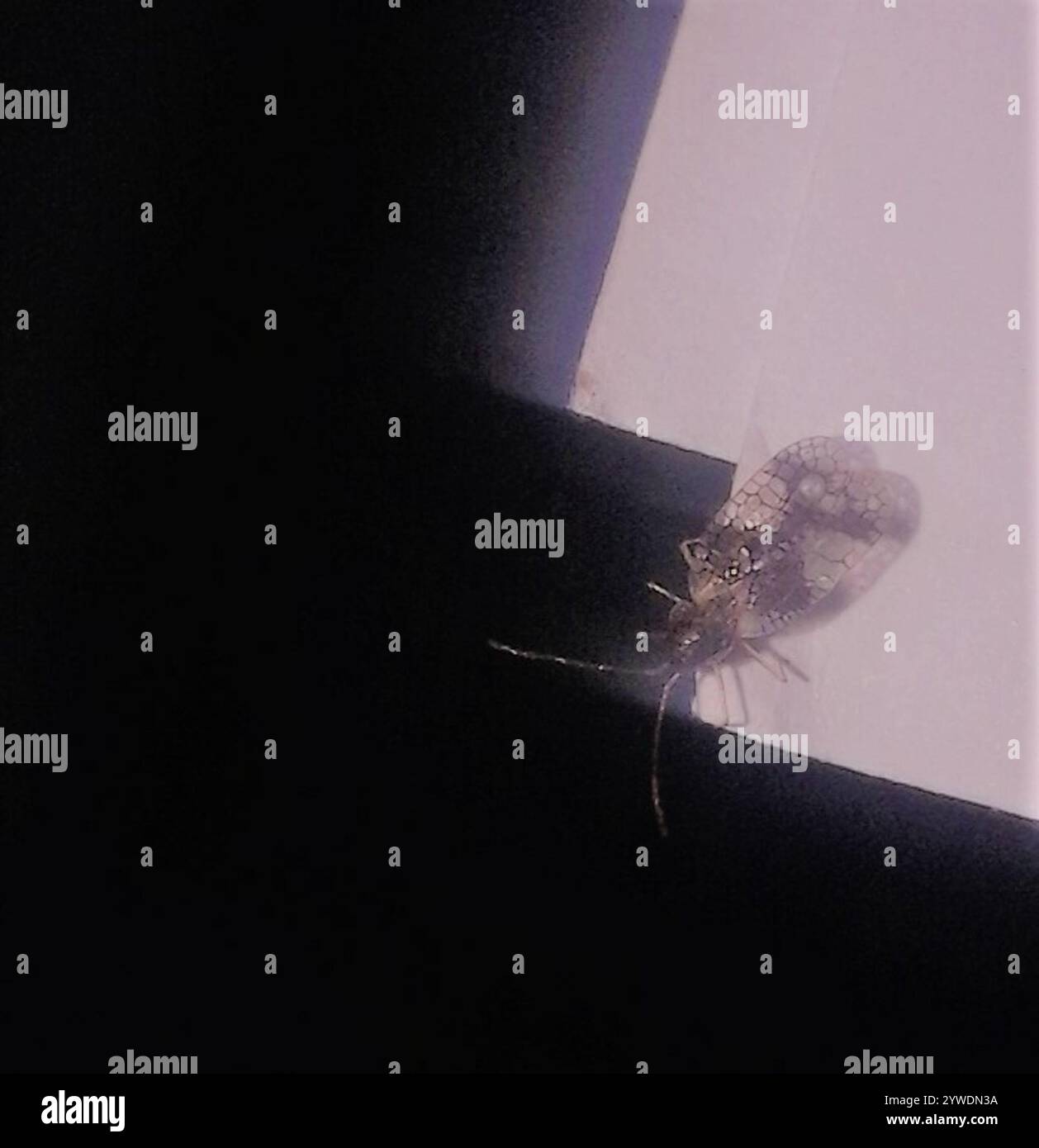 Andromeda Lace Bug (Stephanitis takeyai Stock Photo - Alamy