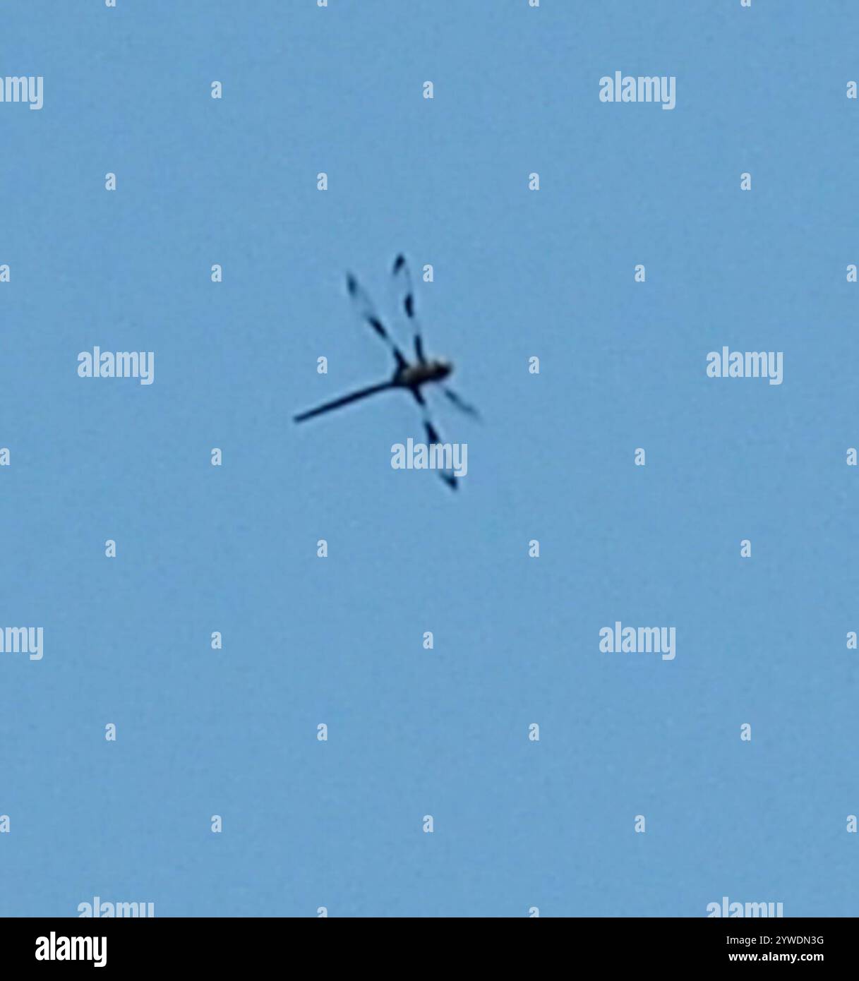 Prince Baskettail (Epitheca princeps Stock Photo - Alamy