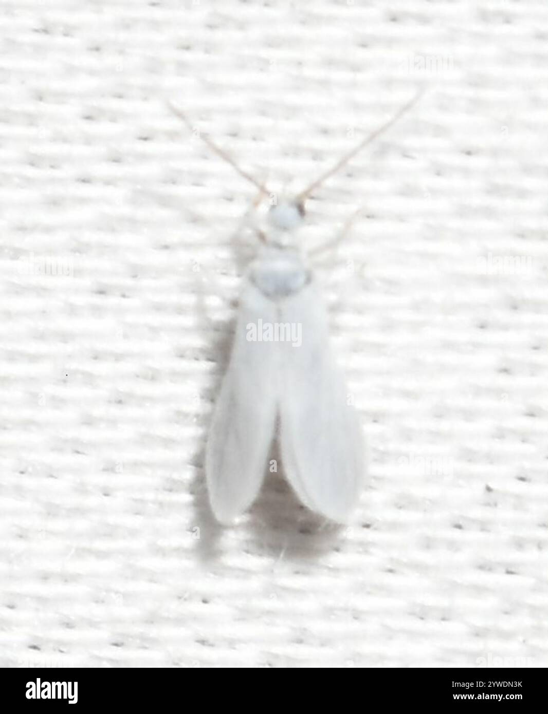 Dusty-winged Lacewings (Coniopterygidae Stock Photo - Alamy