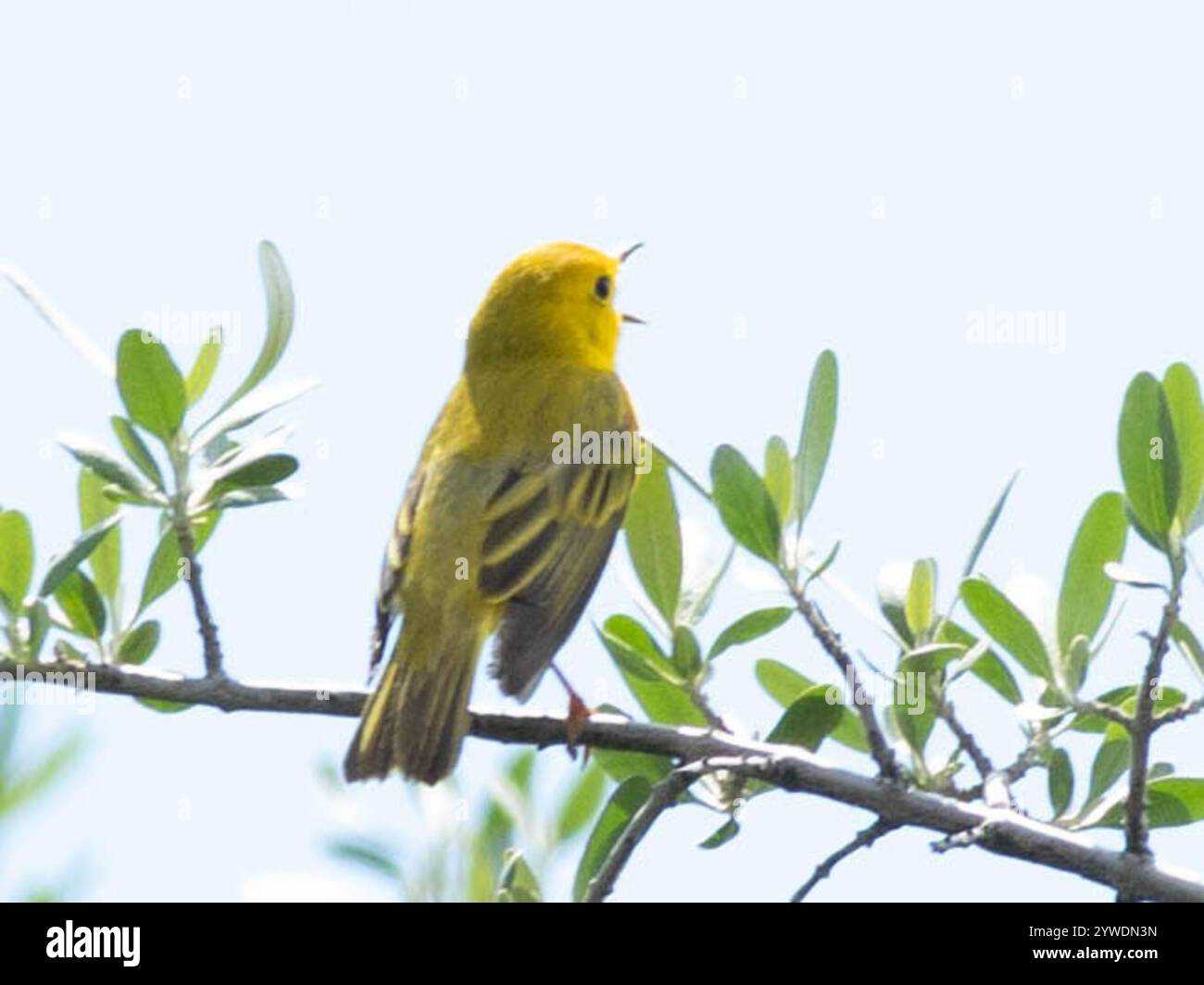 Yellow Warbler (Setophaga petechia Stock Photo - Alamy