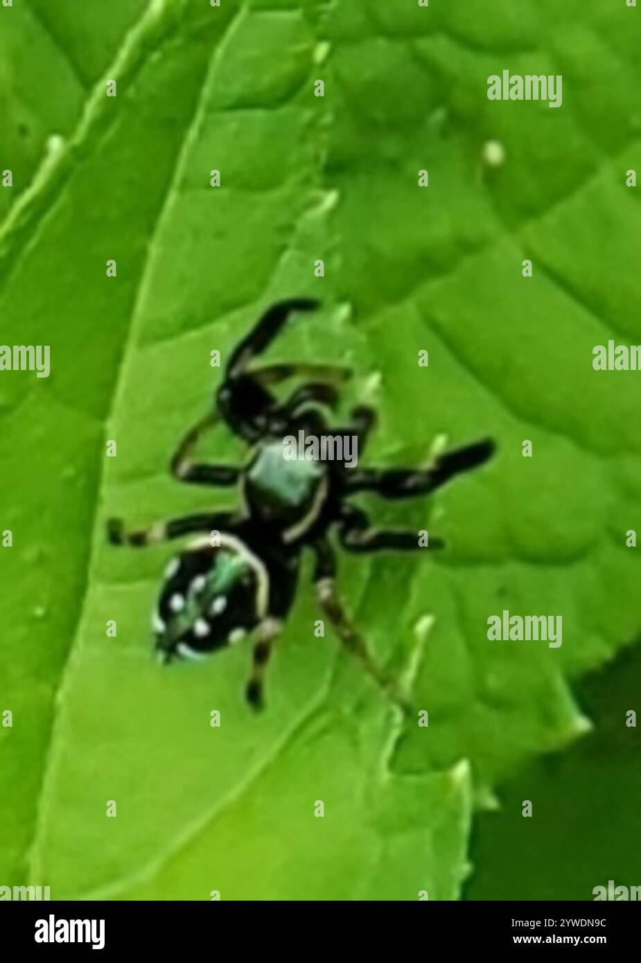 Golden Jumping Spider (Paraphidippus aurantius Stock Photo - Alamy