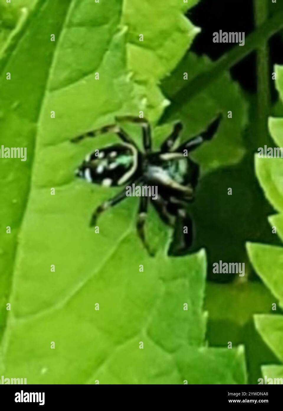Golden Jumping Spider (Paraphidippus aurantius Stock Photo - Alamy