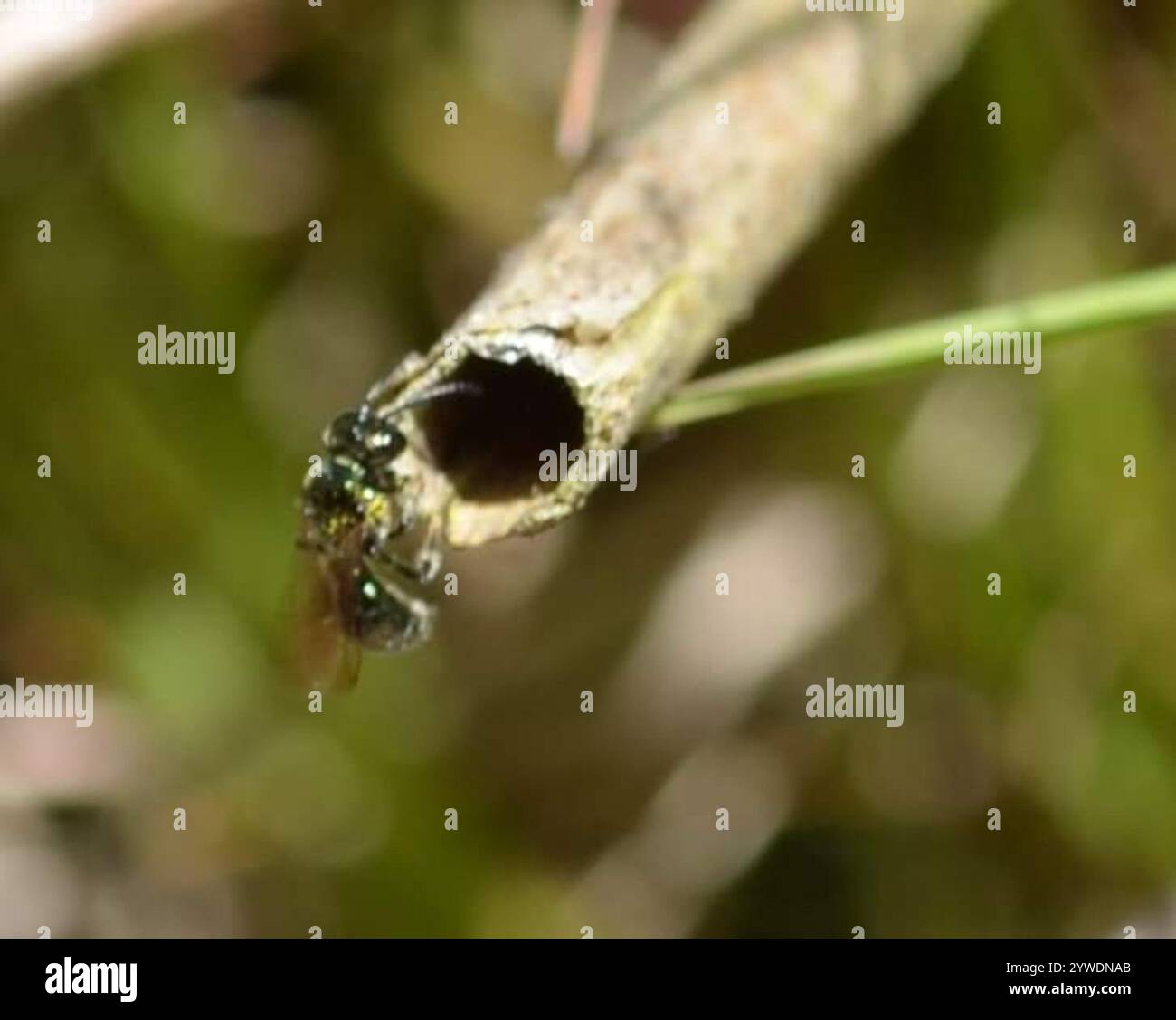 Small Carpenter Bees (Ceratina Stock Photo - Alamy