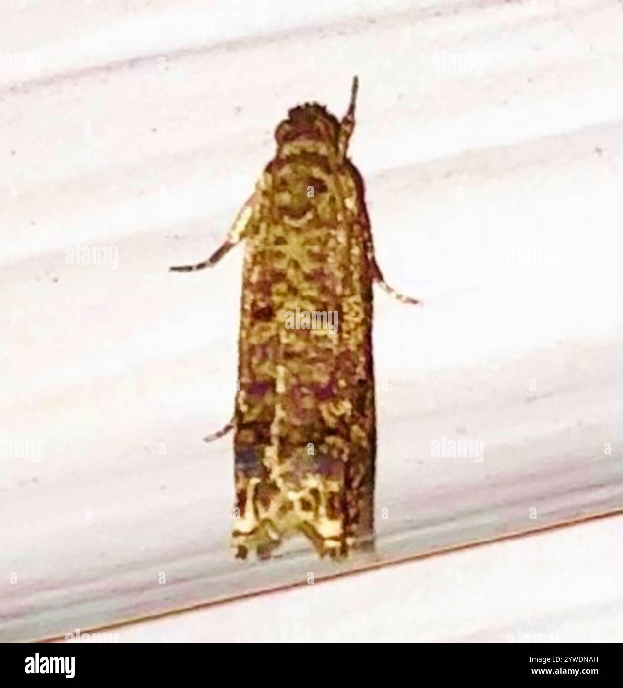 Sumac Leaftier Moth (Episimus argutana Stock Photo - Alamy