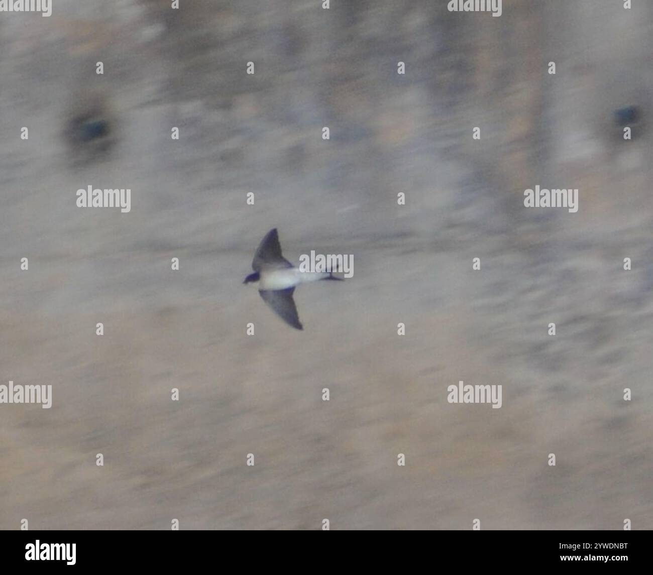 Western House Martin (Delichon urbicum Stock Photo - Alamy