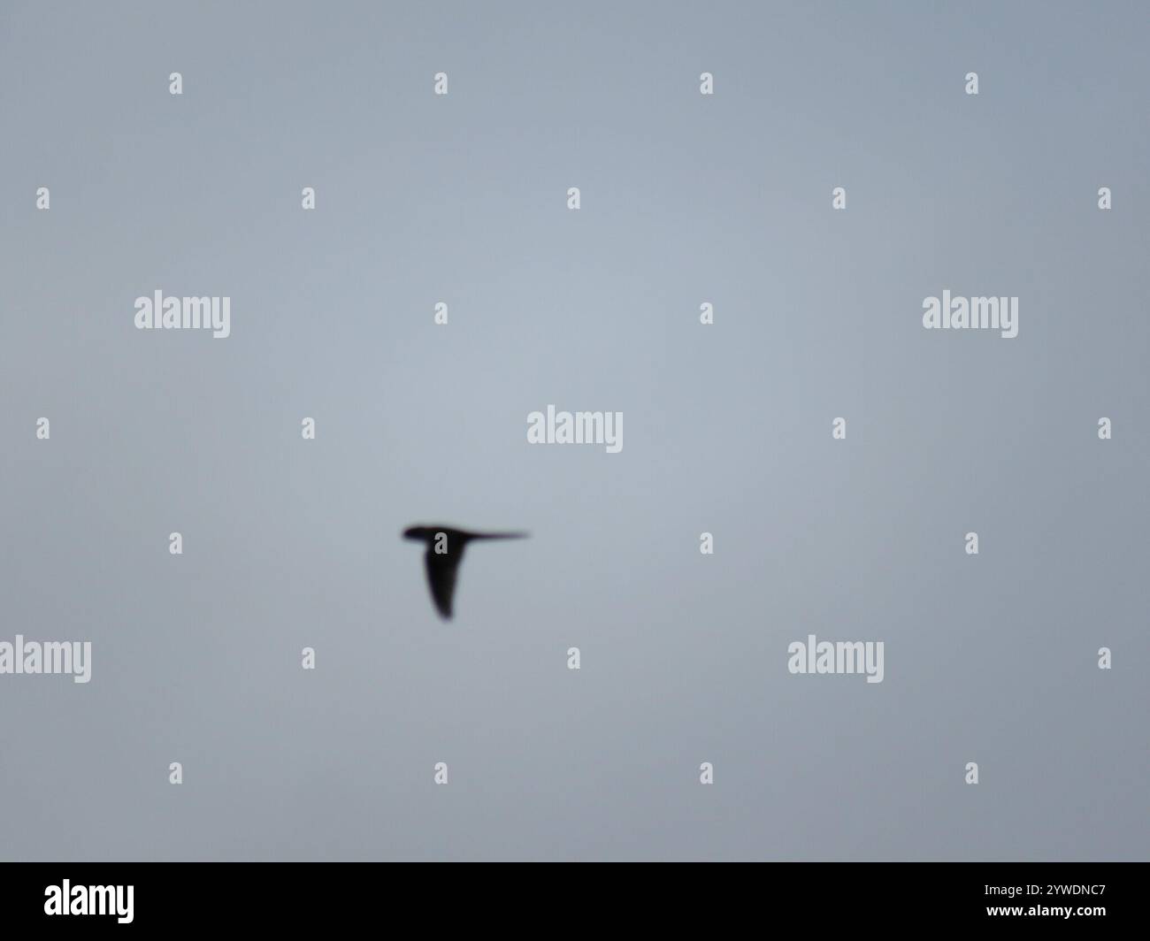 Austral Parakeet (Enicognathus ferrugineus Stock Photo - Alamy