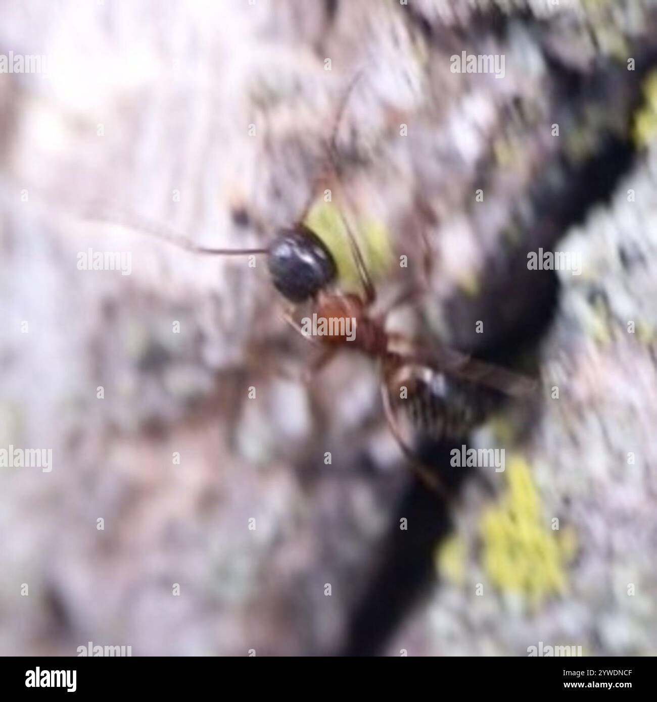 Nearctic Carpenter Ant (Camponotus nearcticus Stock Photo - Alamy